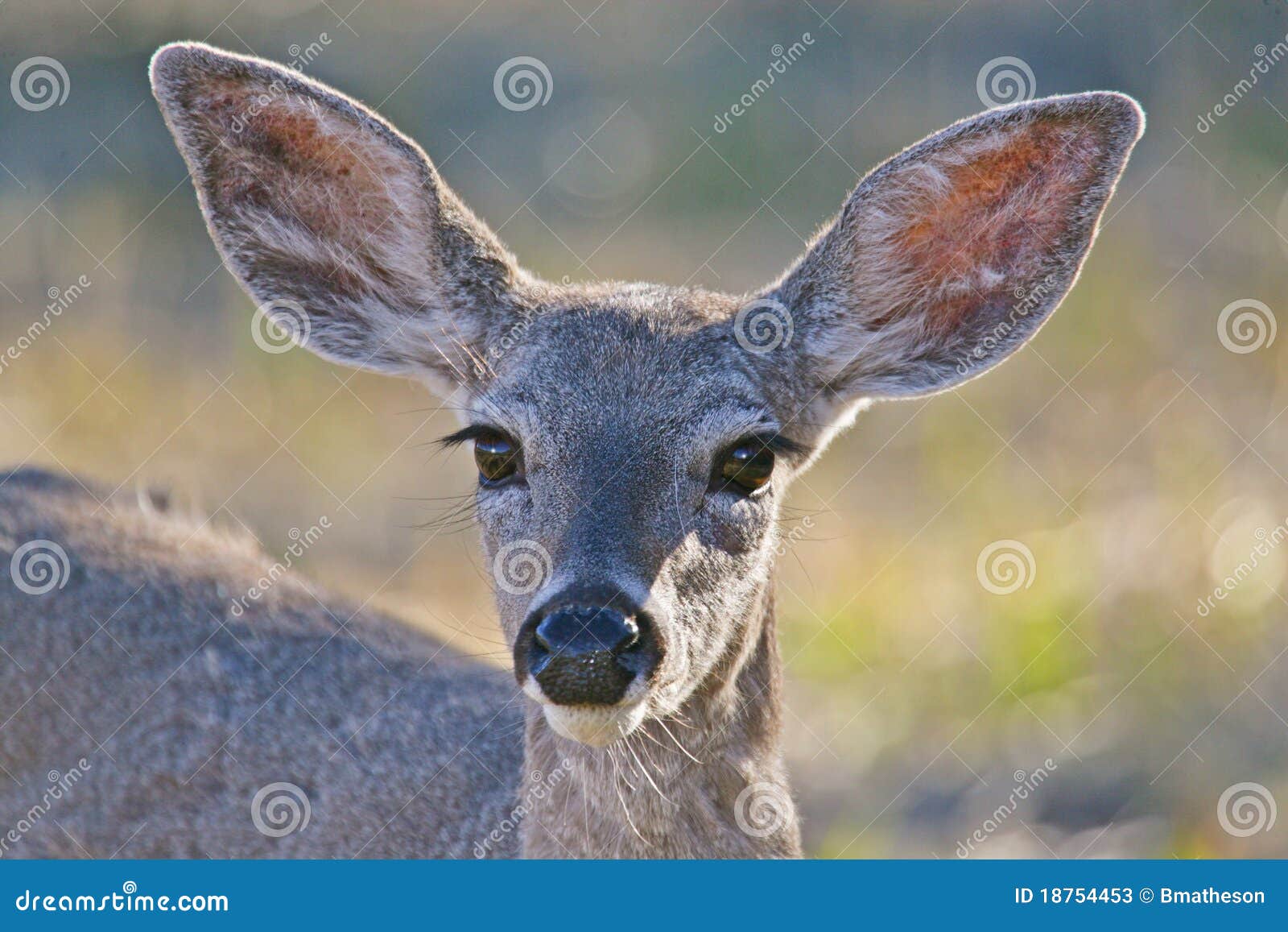 White-tailed Deer fawn stock image. Image of american - 18754453