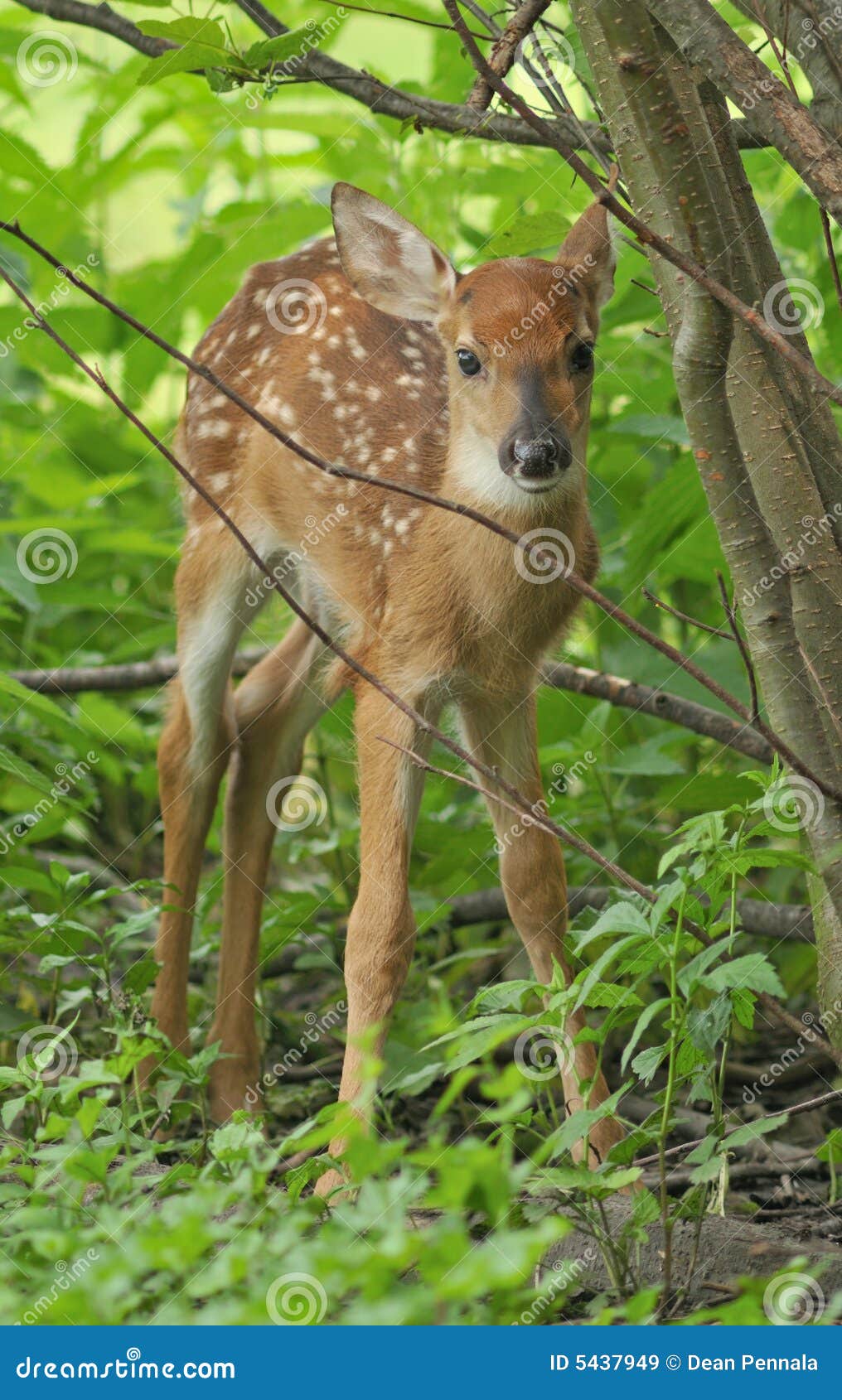 White-tailed Deer Fawn stock image. Image of deer, nature - 5437949