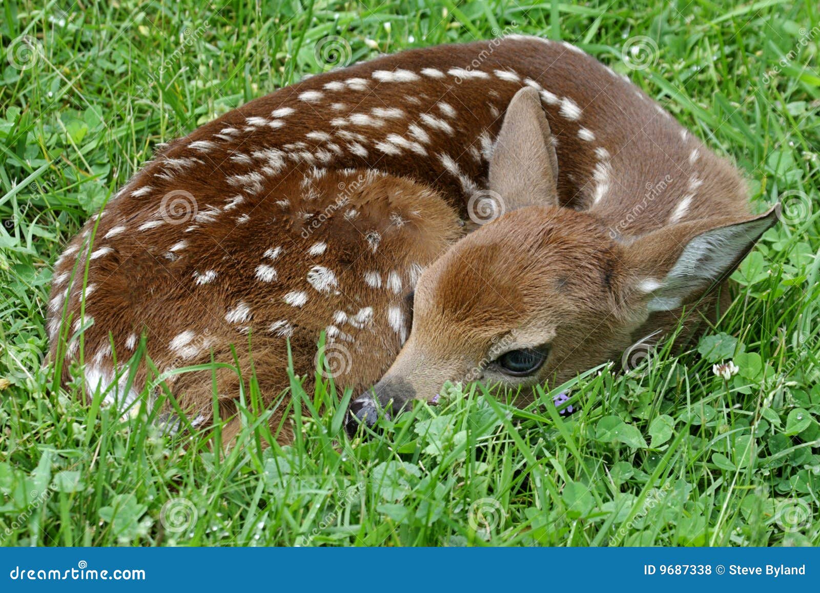 White-tailed Deer Fawn stock photo. Image of wildlife - 9687338