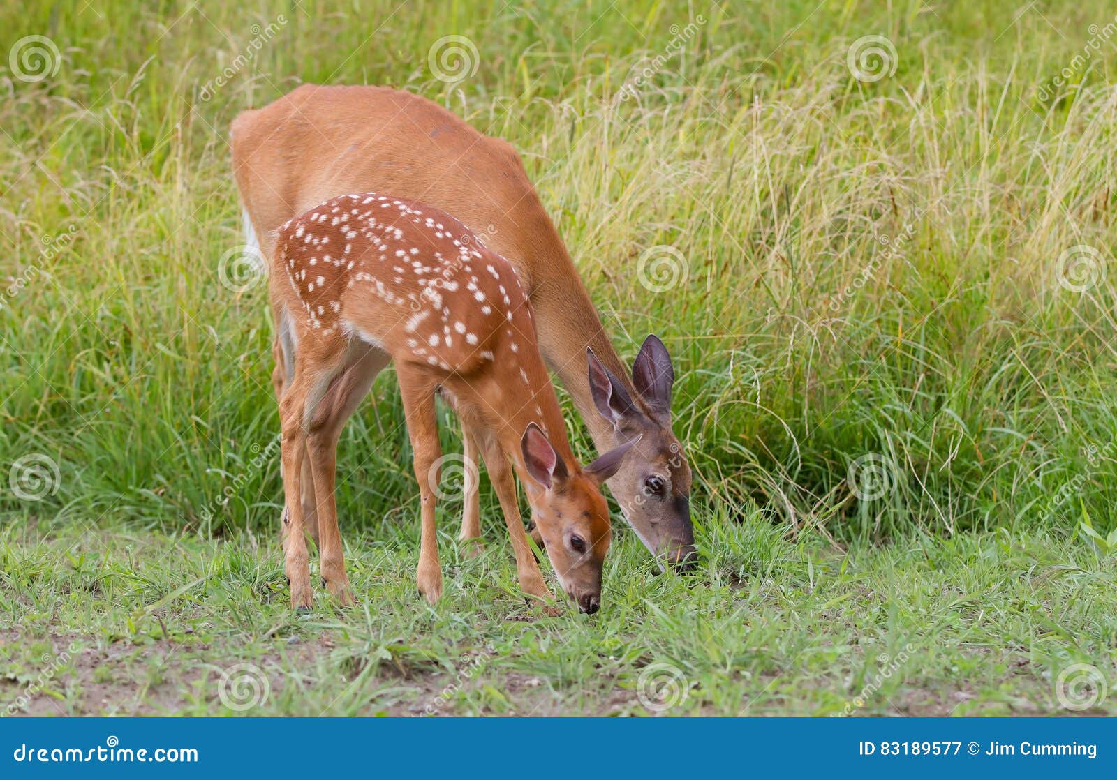 White-tailed Deer and Fawn Grazing in Spring Stock Image - Image of ...