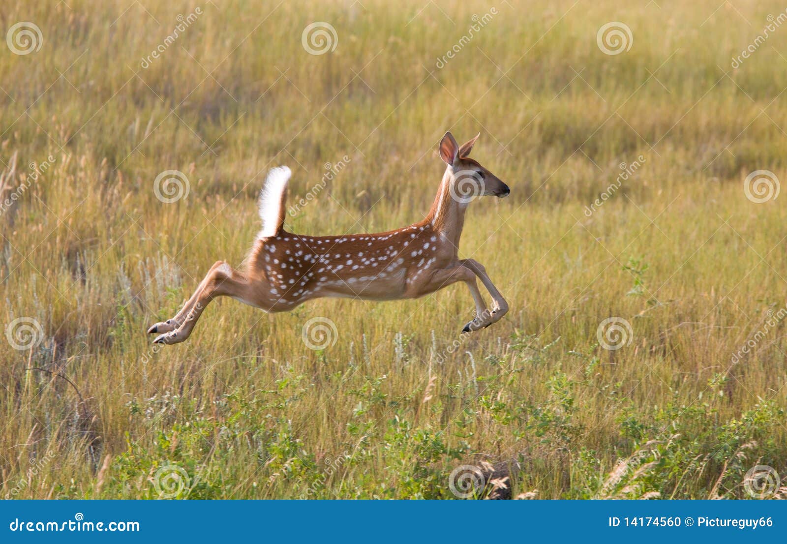White Tailed Deer Fawn Leaping in Field Stock Photo - Image of ...