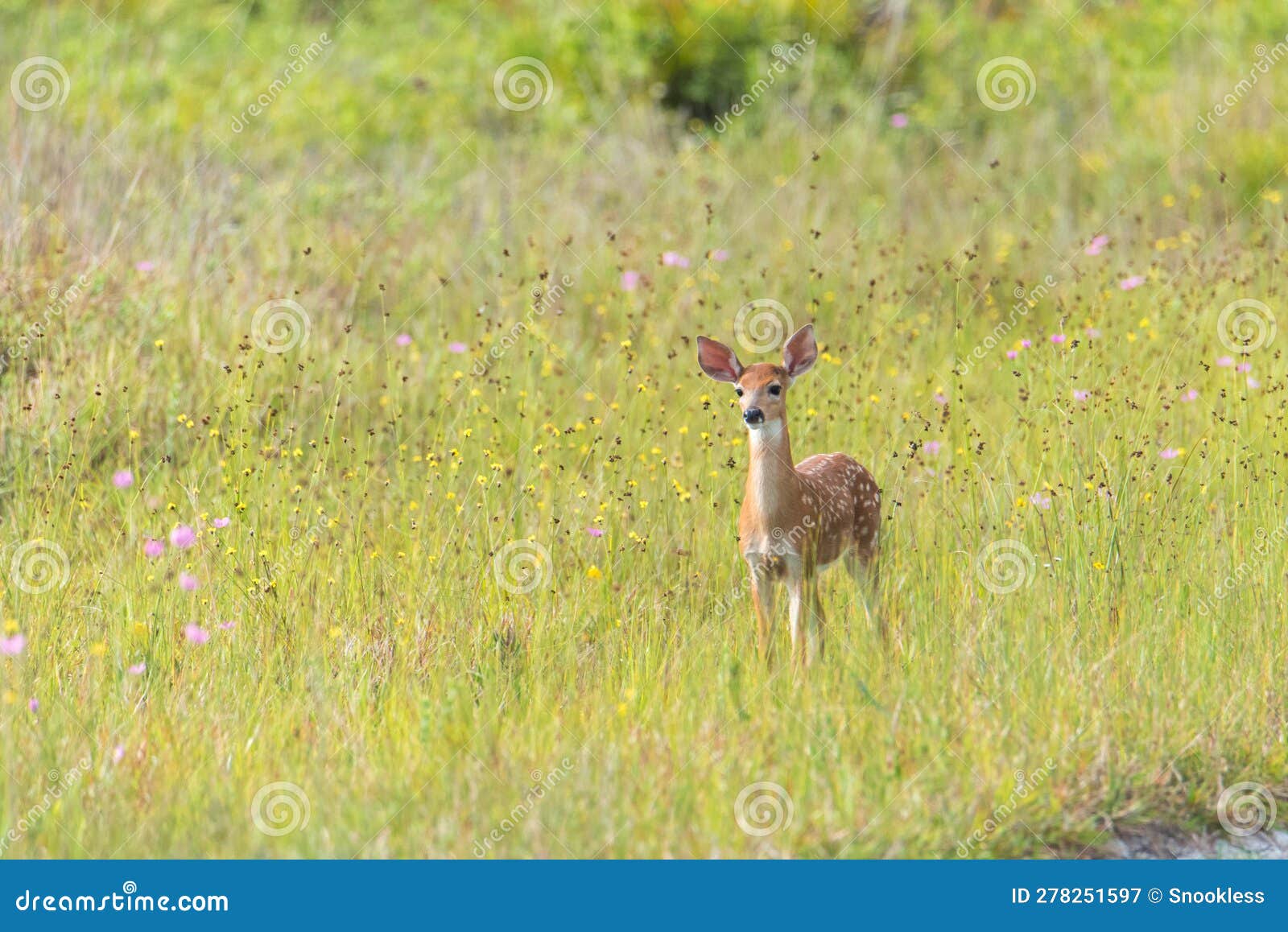 White Tailed Deer Fawn Playing in the Tall Grass Stock Image - Image of ...
