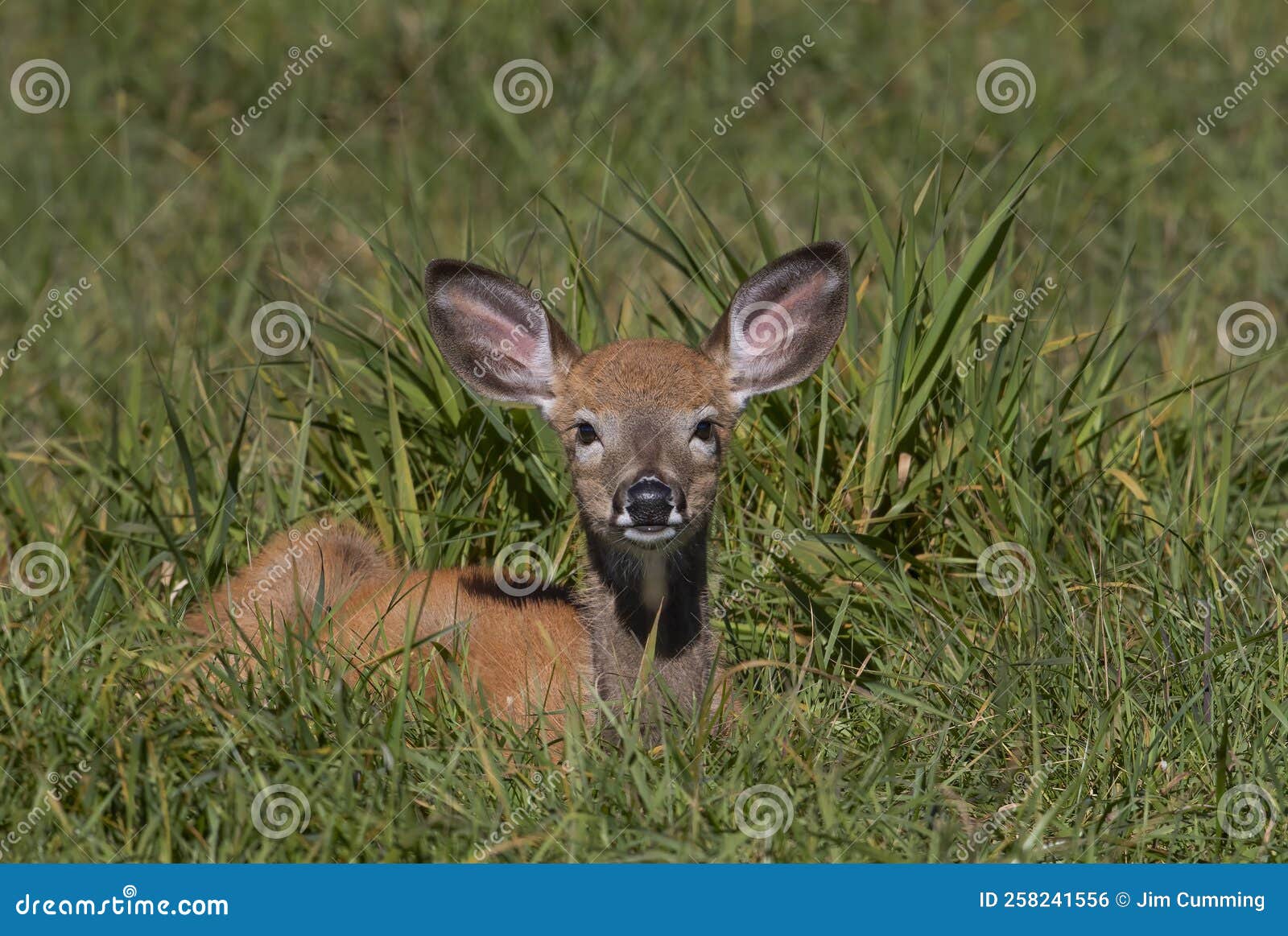 A White-tailed Deer Fawn Resting in the Grass in Autumn in Canada Stock ...