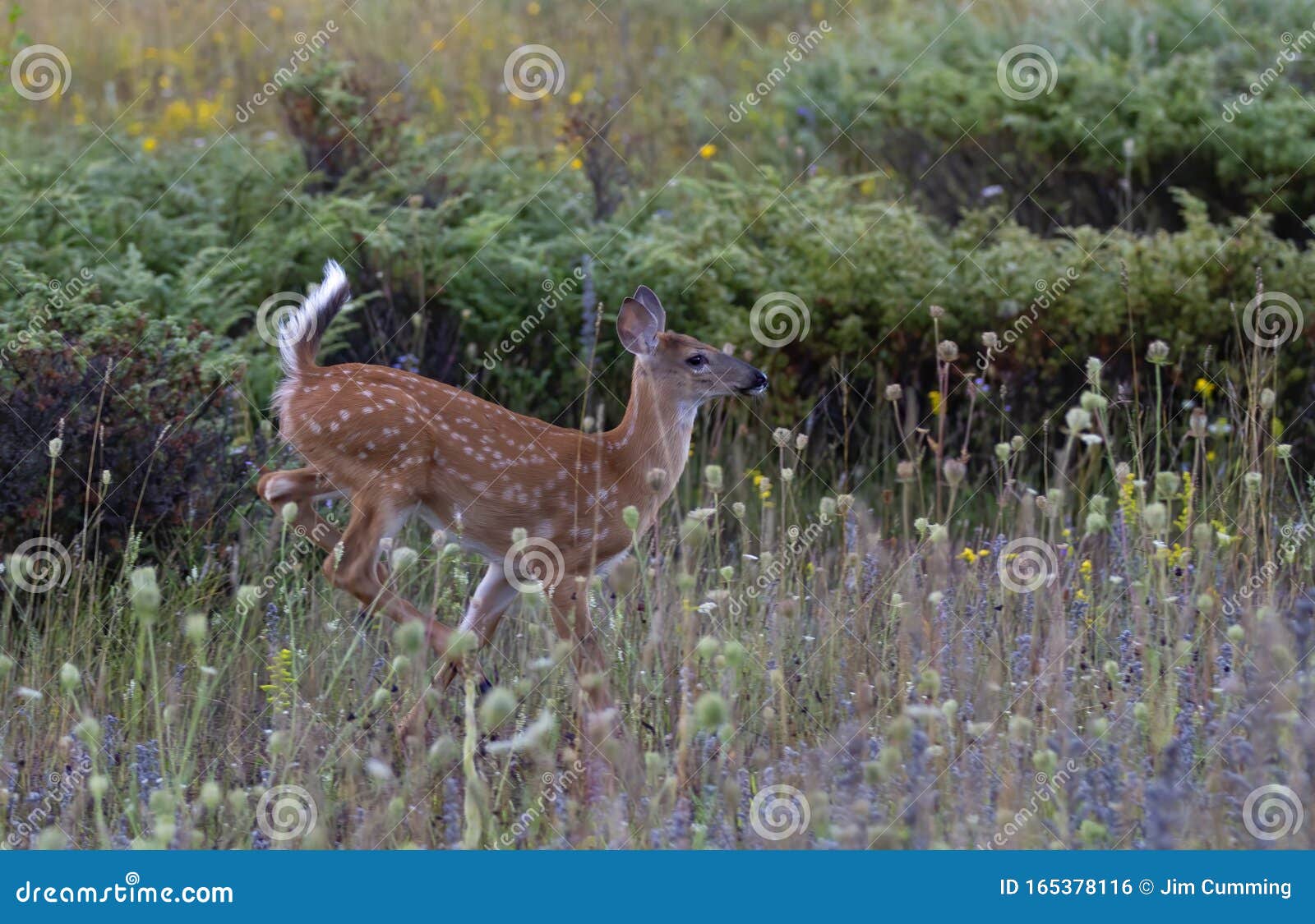 A White-tailed Deer Fawn Running in the Forest in Ottawa, Canada Stock ...