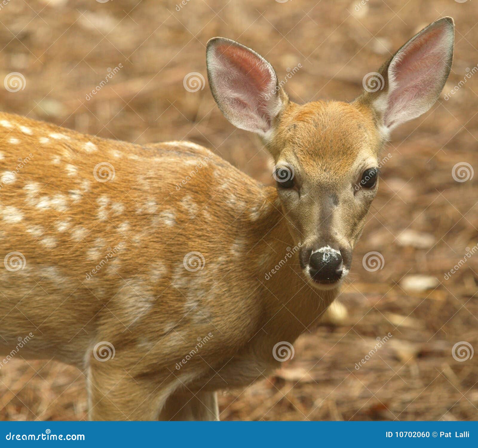 White Tailed Deer Fawn Standing Close Stock Photo - Image of brown ...