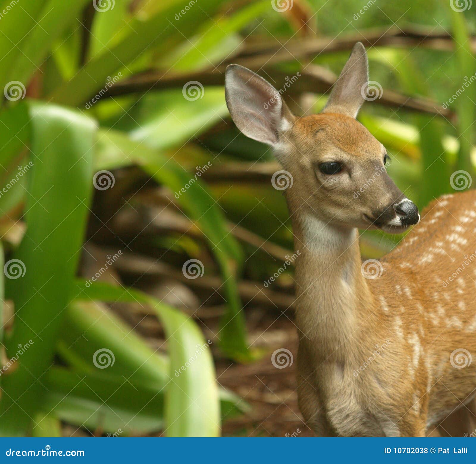 White Tailed Deer Fawn Standing Up Looking Right Stock Photo - Image of ...