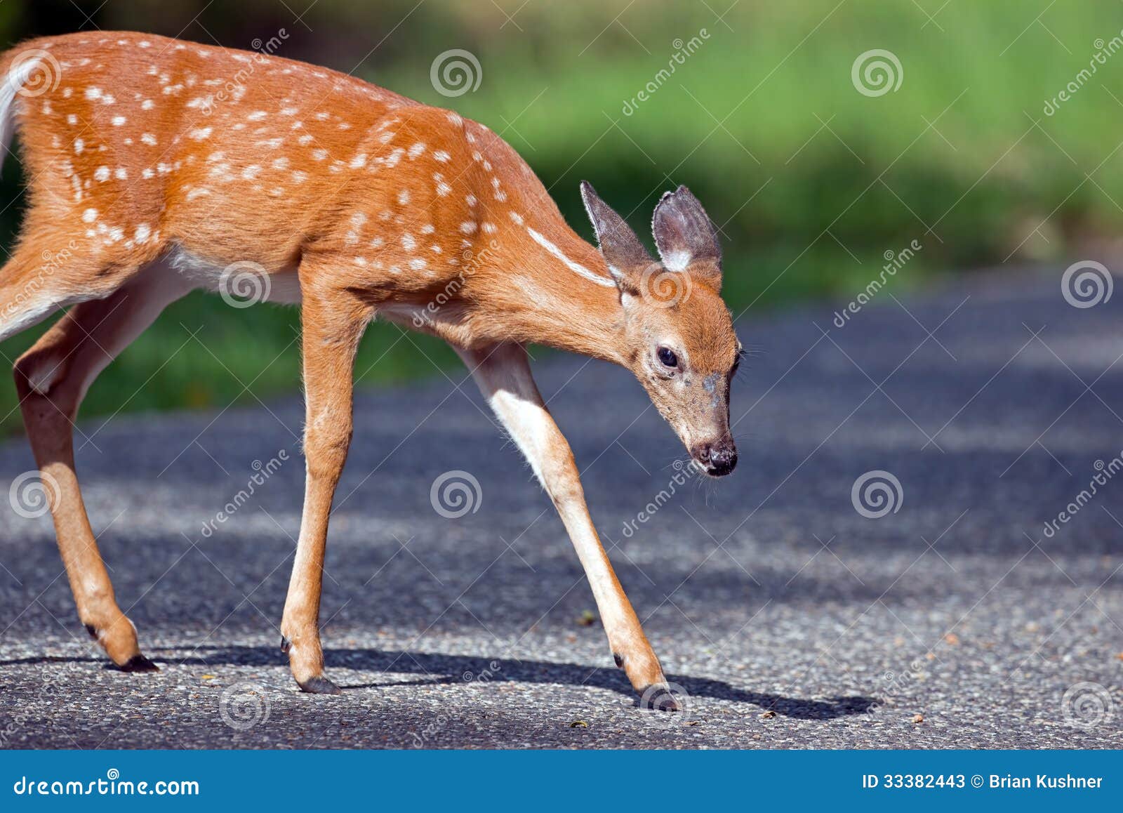 White-tailed deer Fawn stock image. Image of fawn, animal - 33382443