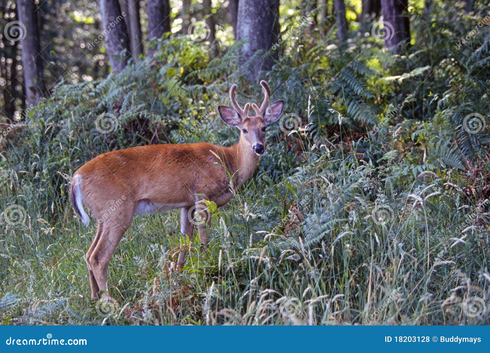 White-tailed Deer in a Forest Stock Photo - Image of calm, rain: 18203128
