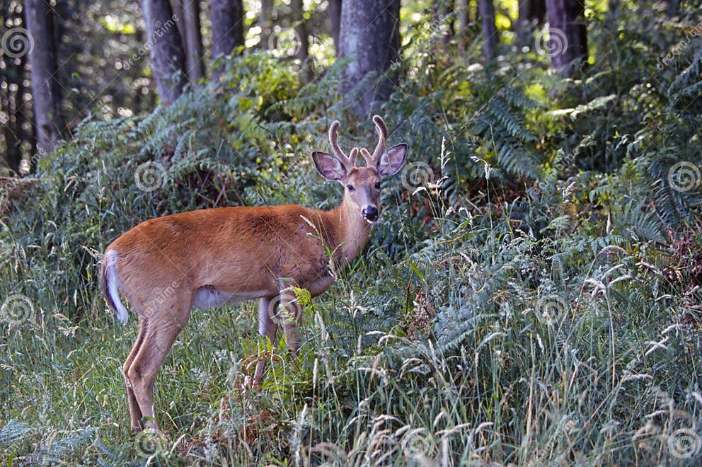 White-tailed Deer in a Forest Stock Photo - Image of calm, rain: 18203128