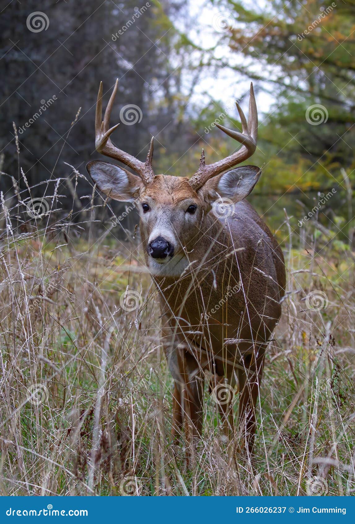 A White-tailed Deer in the Forest in Canada Stock Image - Image of male ...