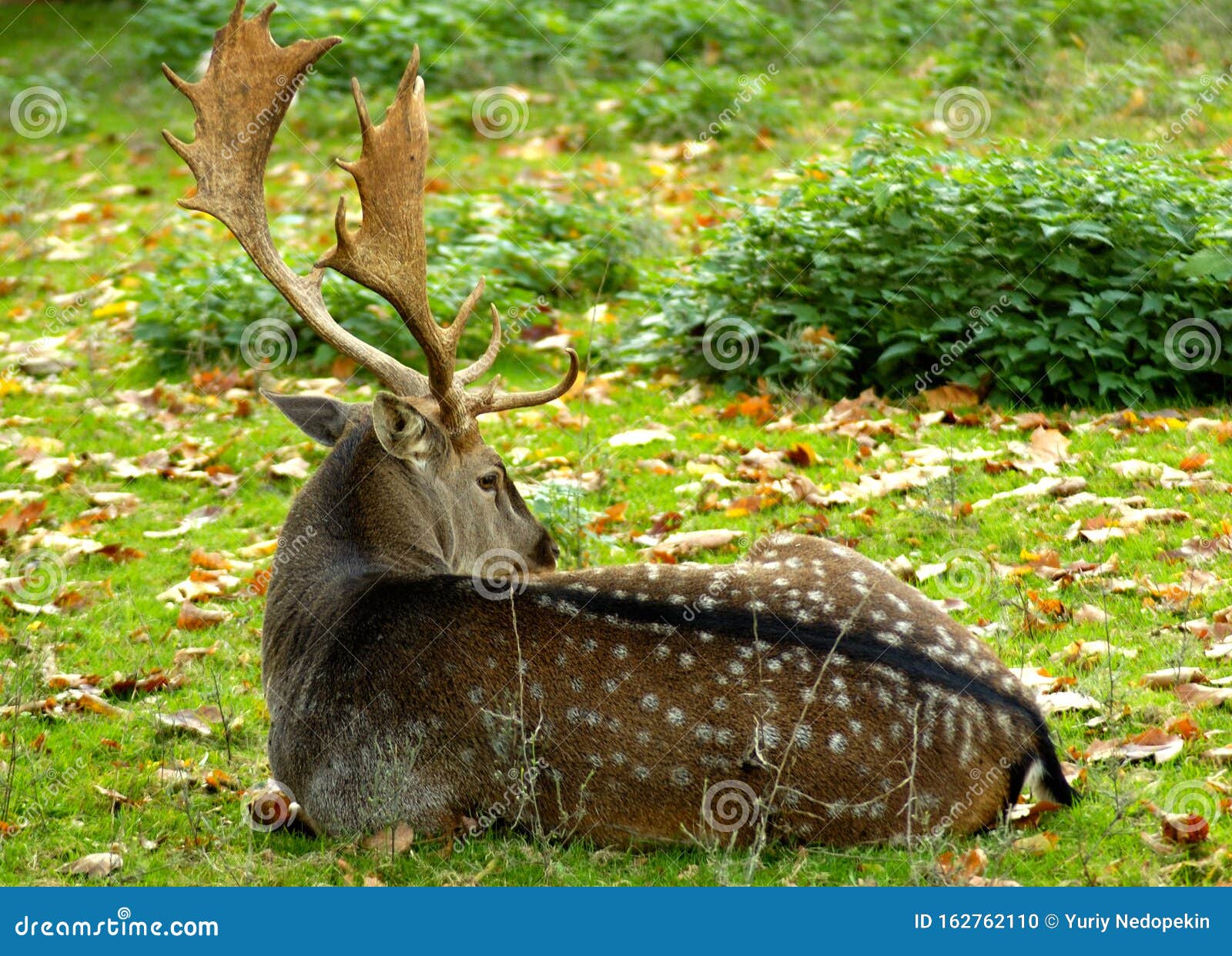 A White-tailed Deer Laying in a Meadow Stock Photo - Image of nature ...