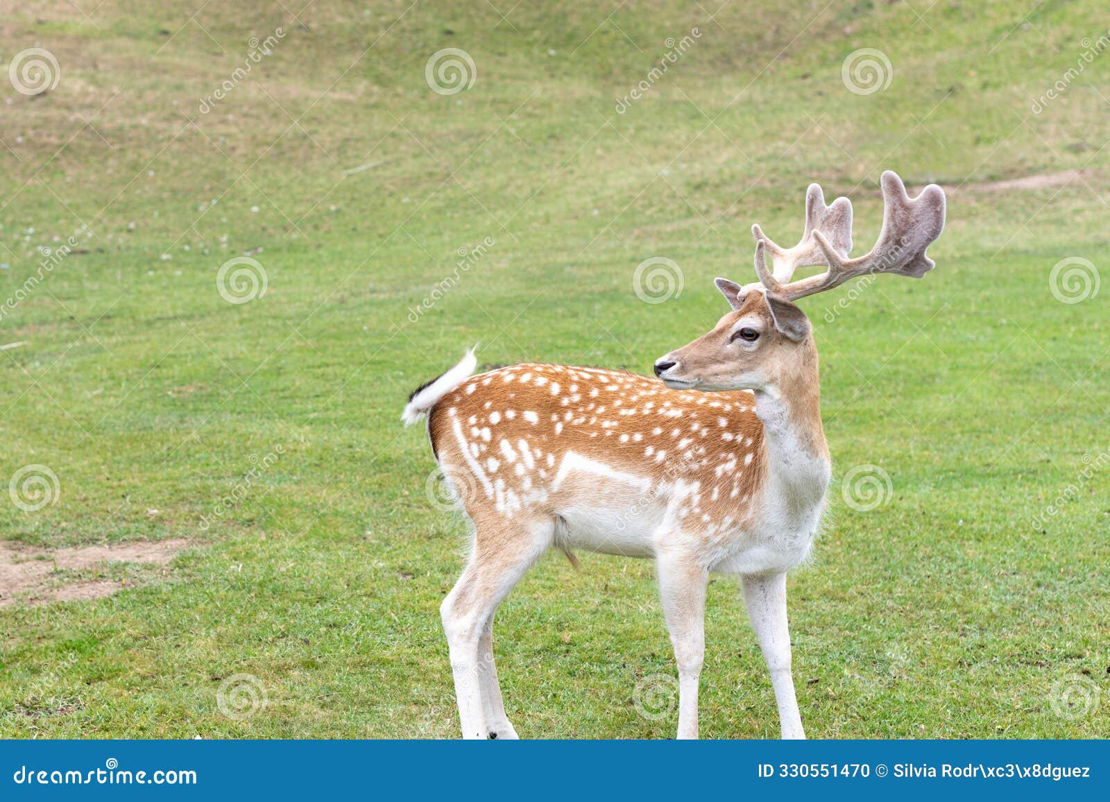 White-tailed Deer Looks To the Side in a Green Meadow Stock Photo ...