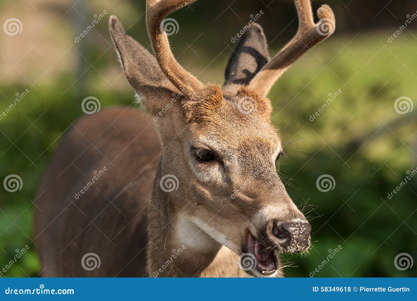 White-tailed Deer with Mouth Open Stock Photo - Image of cervidae ...