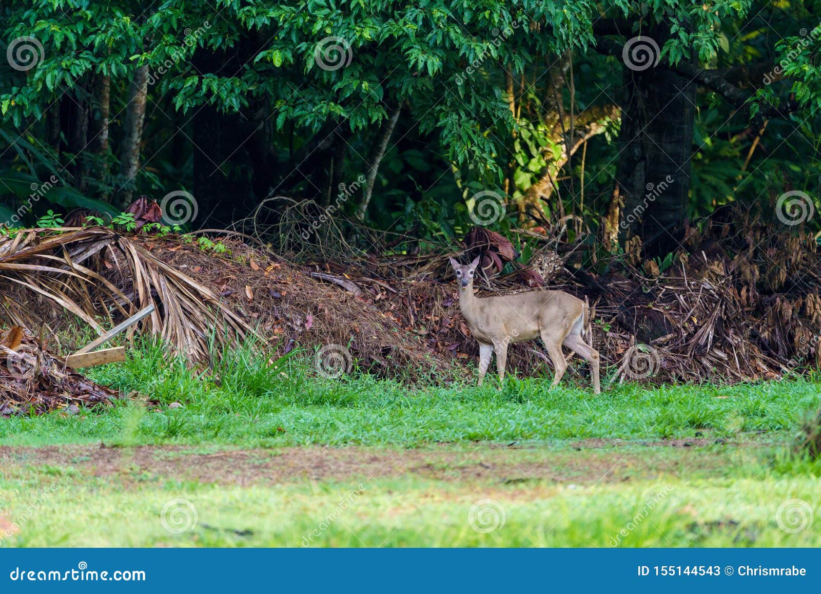 White-tailed Deer & X28;Odocoileus Virginianus& X29; in Costa Rica ...