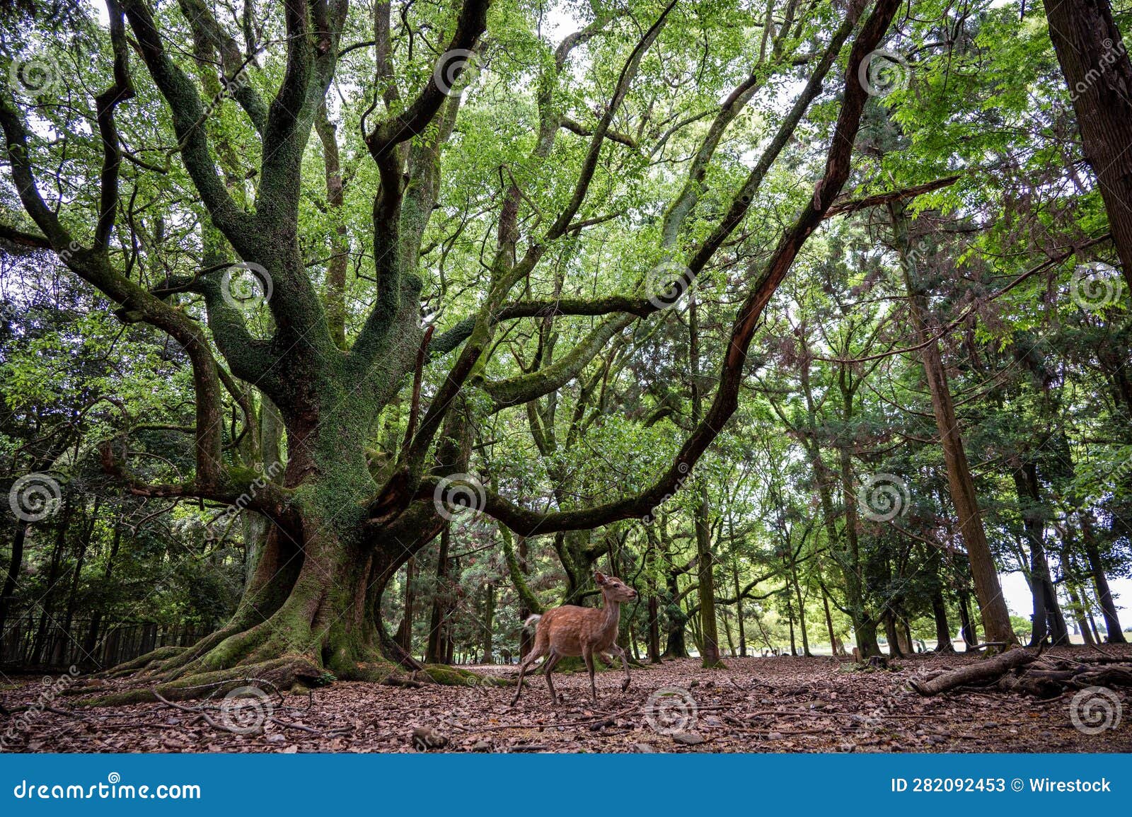 White-tailed Deer in a Peaceful Forest with Tall Trees Reaching into ...