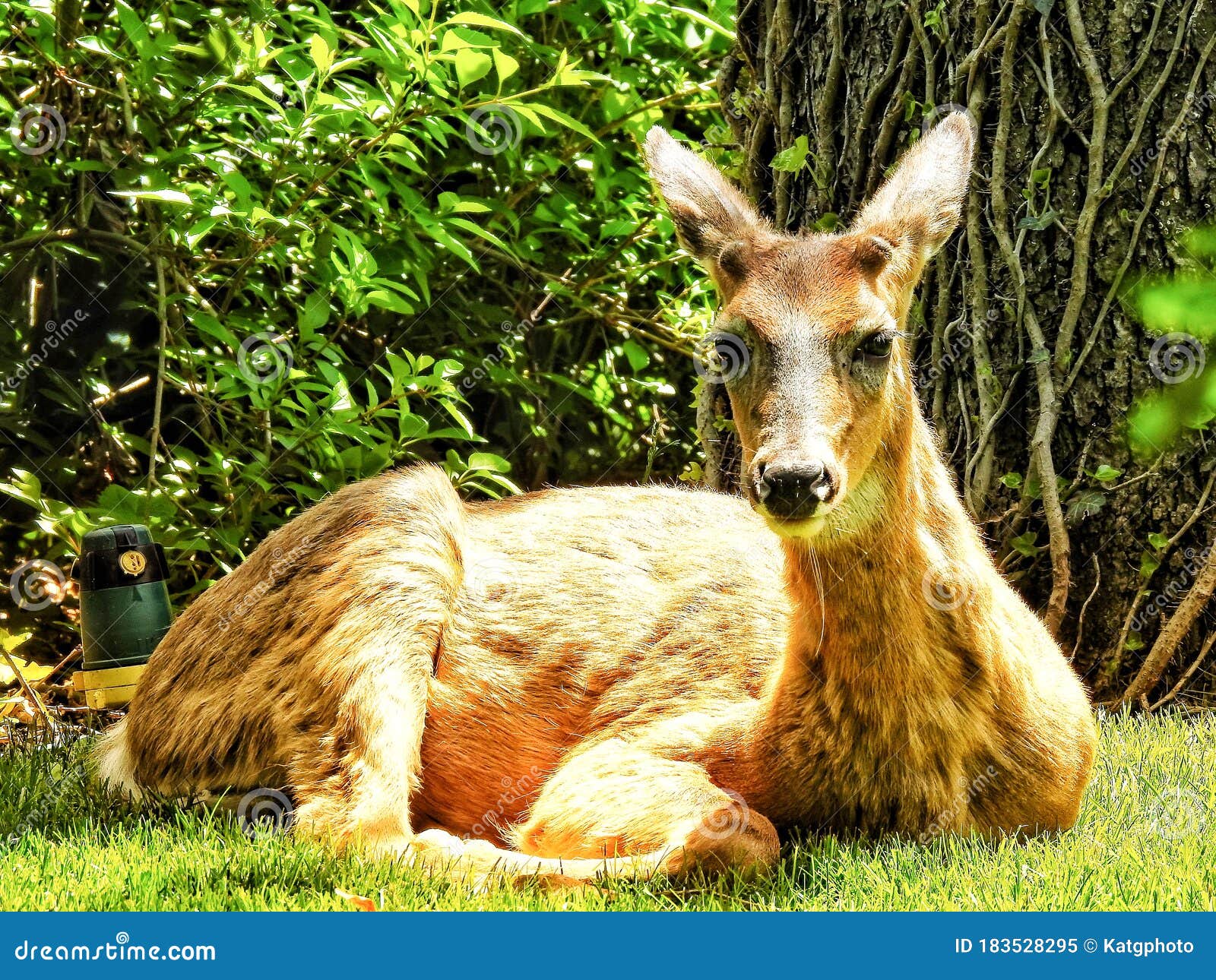 White Tailed Deer Relaxing on the Grass in the Green Forest Stock Image ...