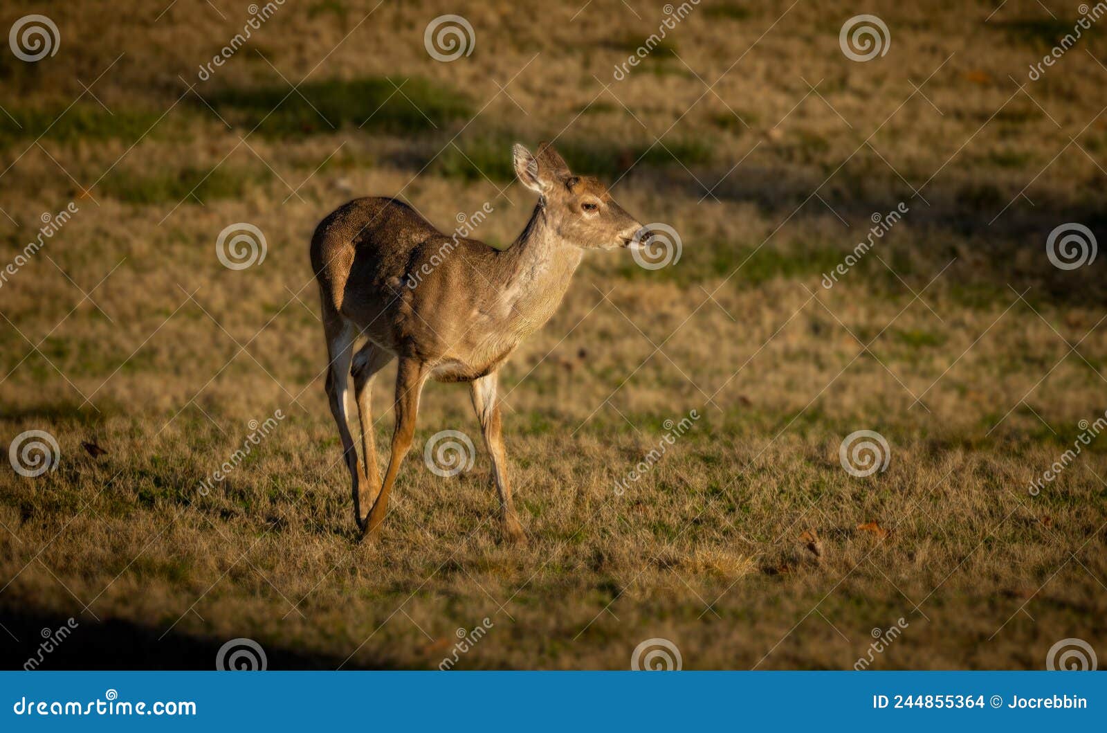 White Tailed Deer in Right Profile at Dusk Stock Photo - Image of deer ...