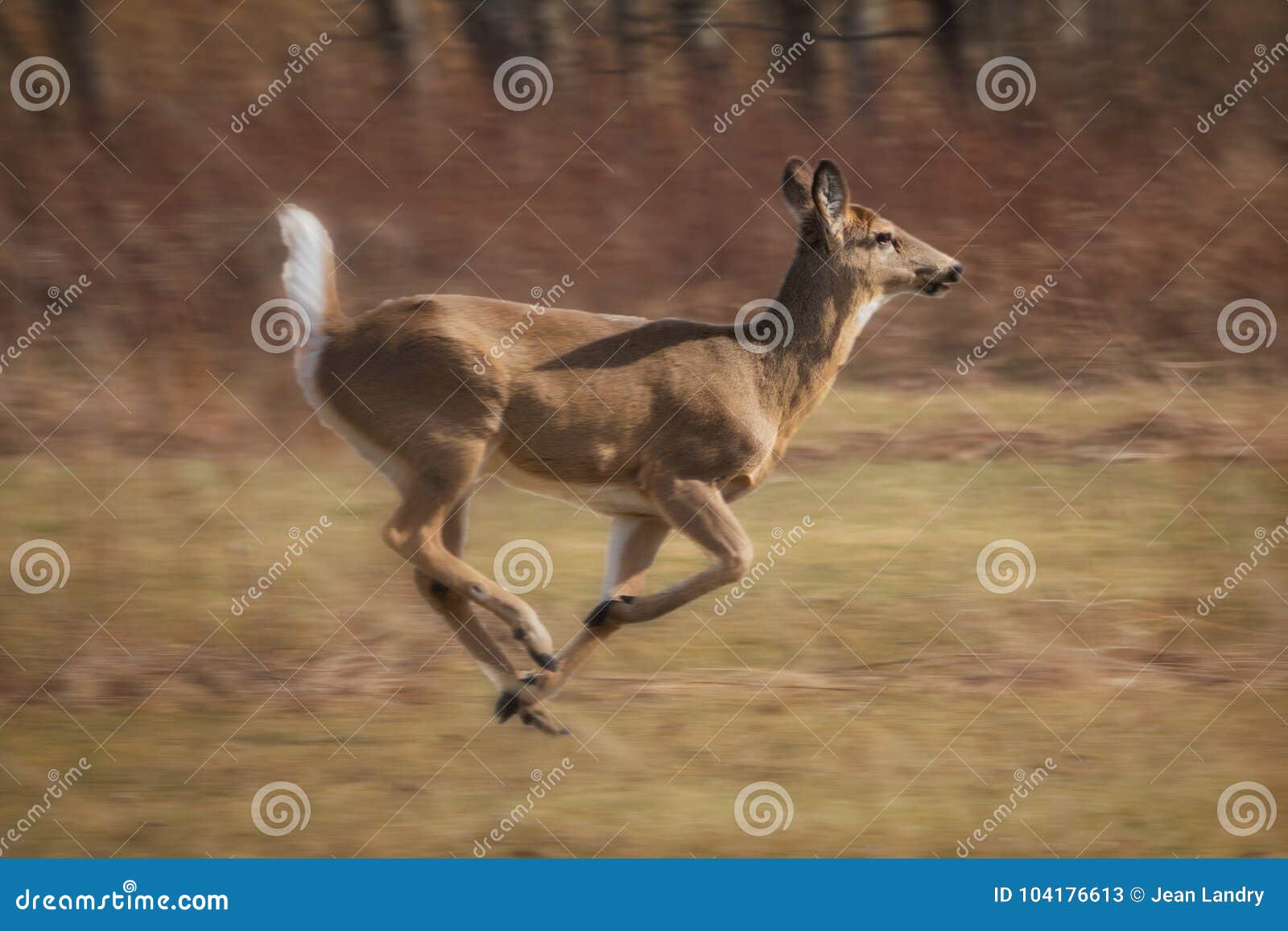 Fast running deer stock image. Image of deer, quebec - 104176613