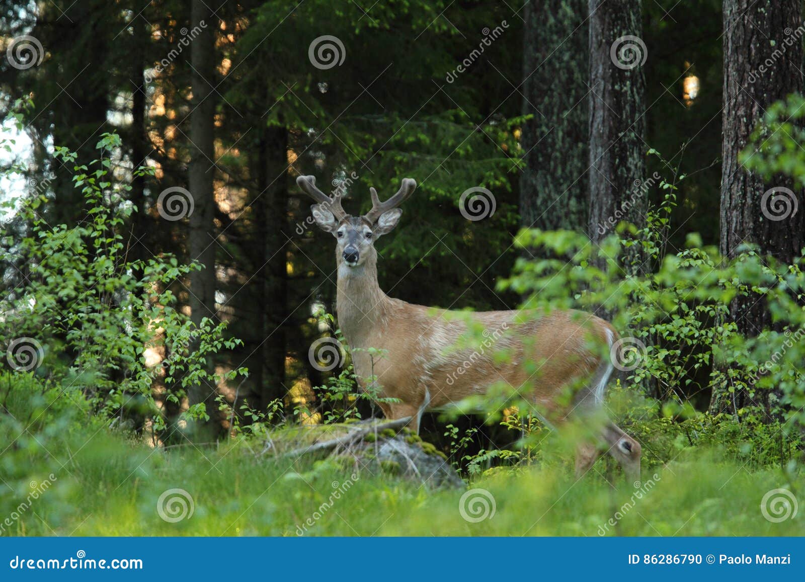 White-tailed Deer Rutting Season Stock Photo - Image of rutting, autumn ...