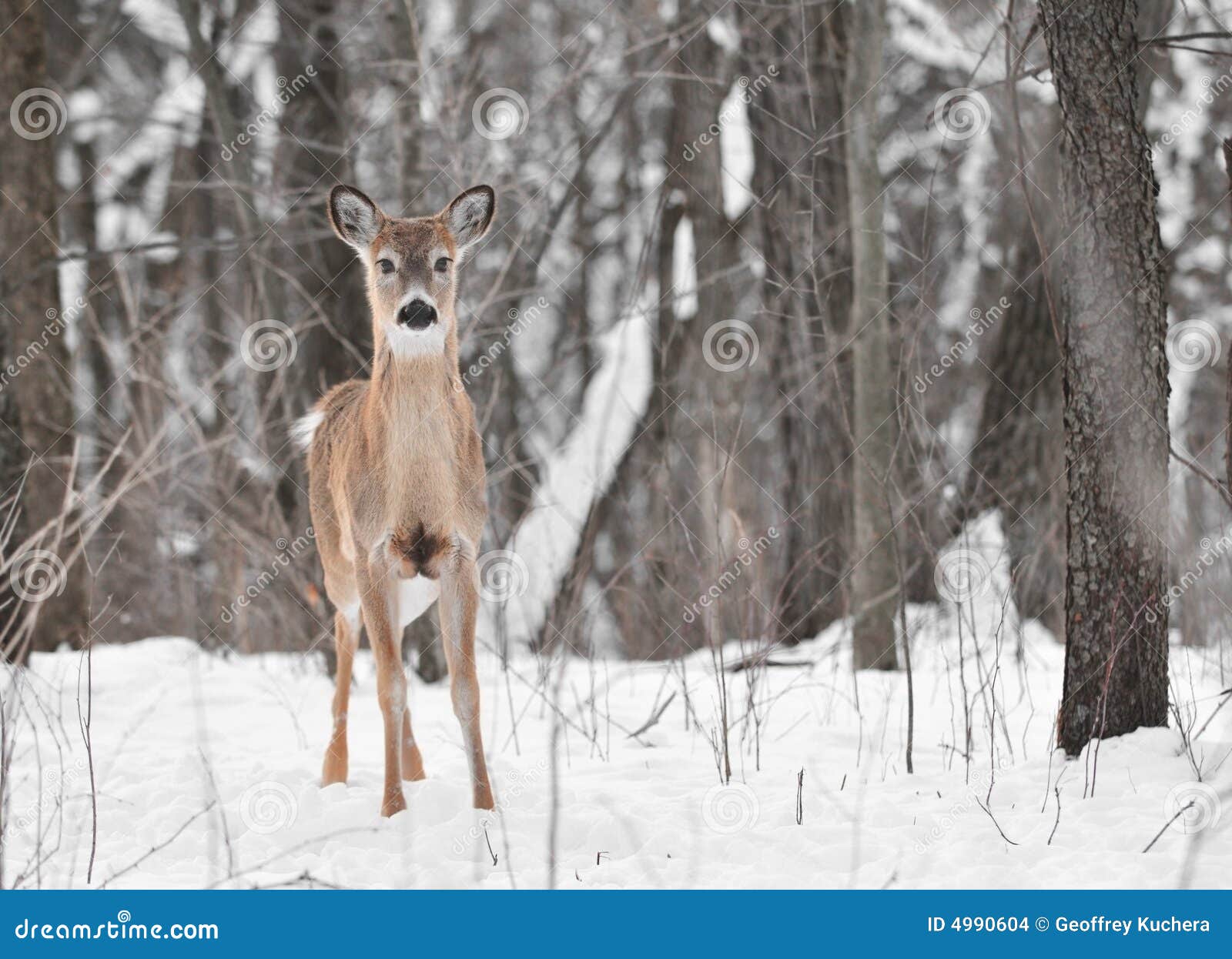 White-Tailed Deer in Snowy Woods Stock Photo - Image of woods, beast ...