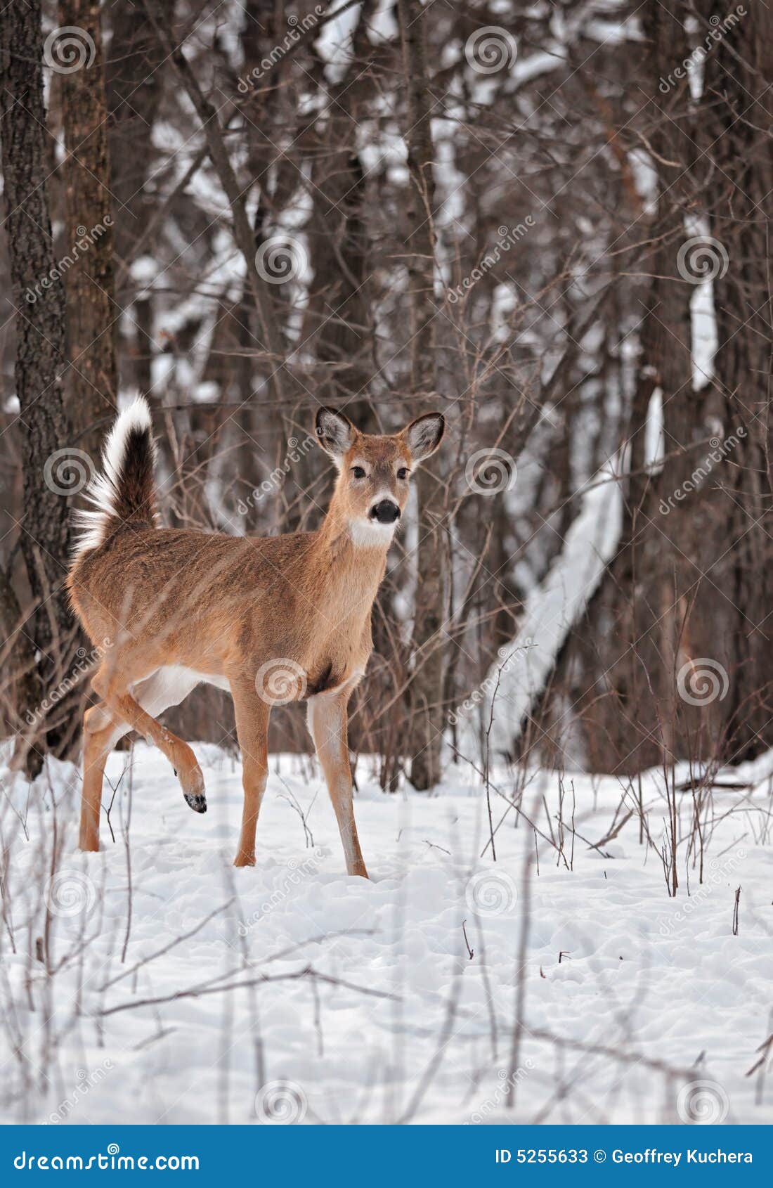 White-Tailed Deer In Snowy Woods - Tail Up Stock Photos - Image: 5255633