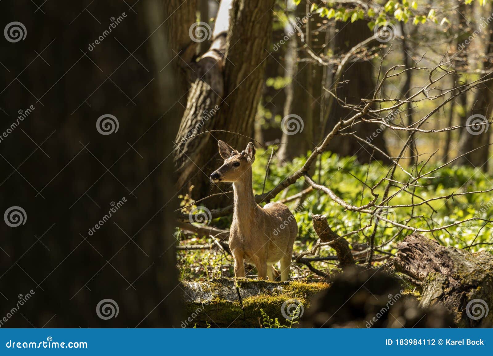 White-tailed Deer in Spring Forest. Stock Photo - Image of hunting ...