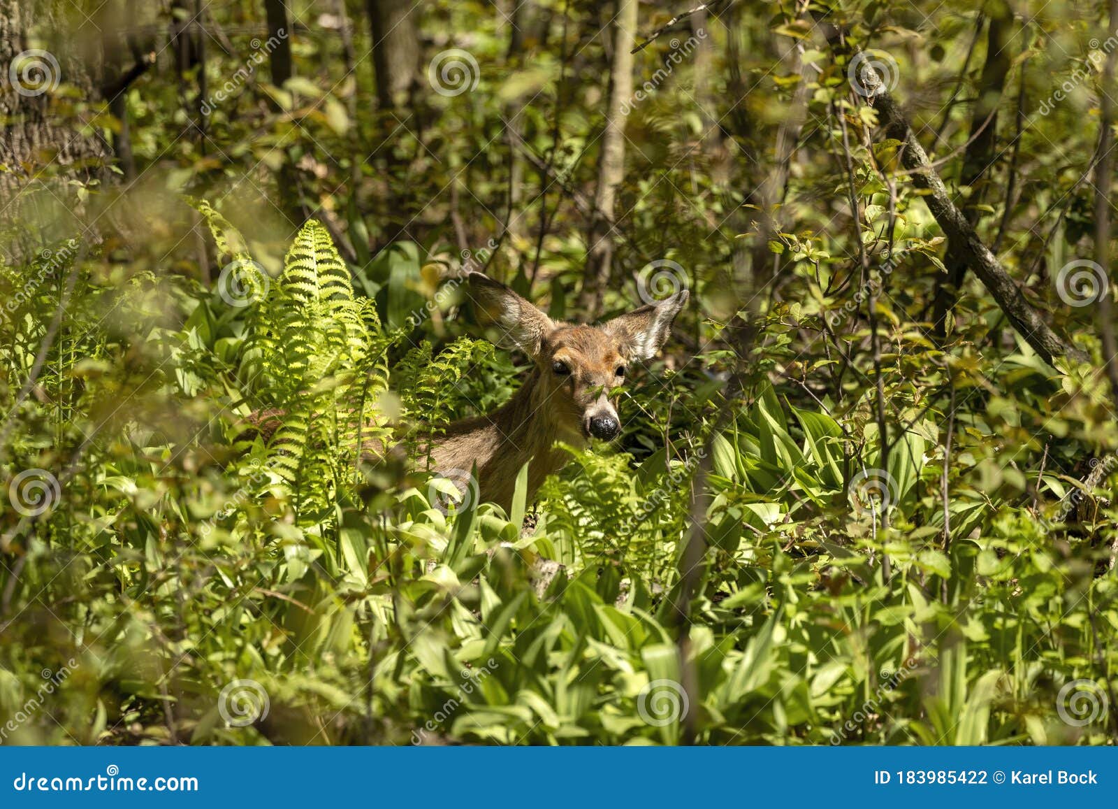 White-tailed Deer in Spring Forest. Stock Photo - Image of ears ...