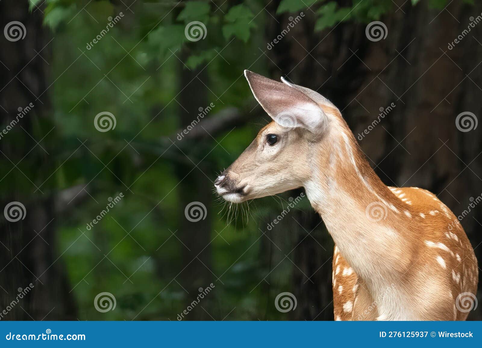 A Deer that is Looking Down in a Forest with Some Trees Stock Image ...