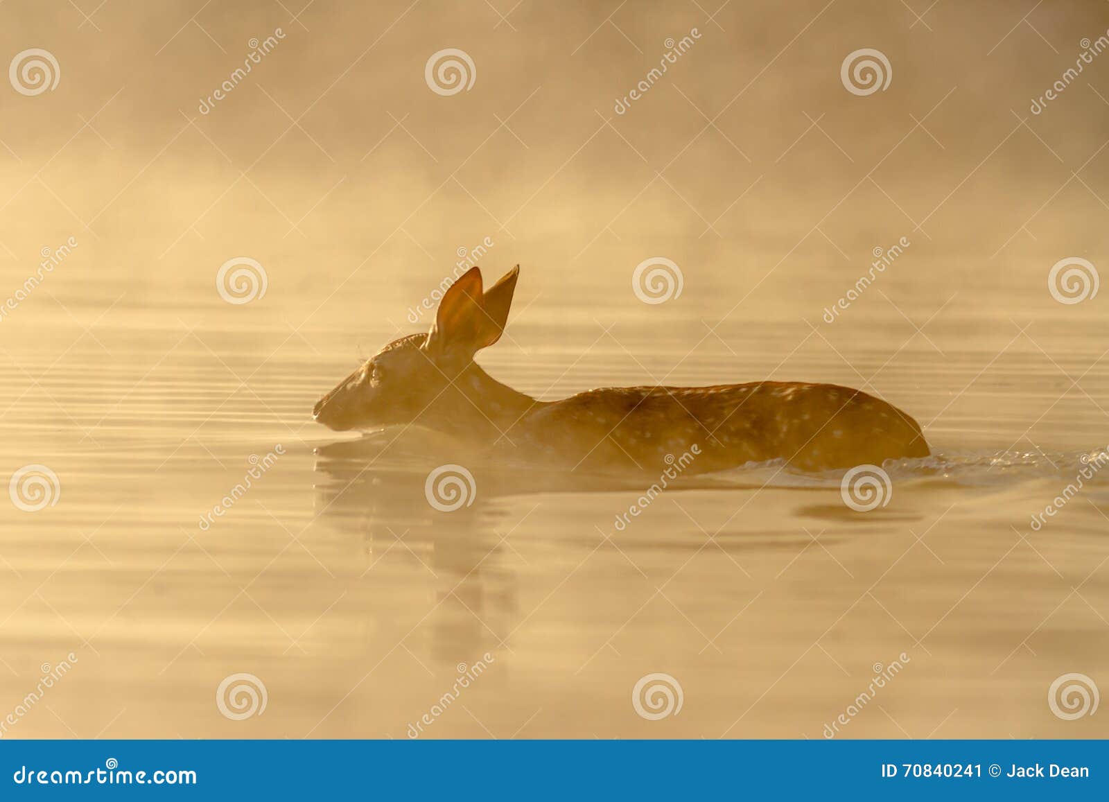White-tailed Deer Swimming stock image. Image of dean - 70840241