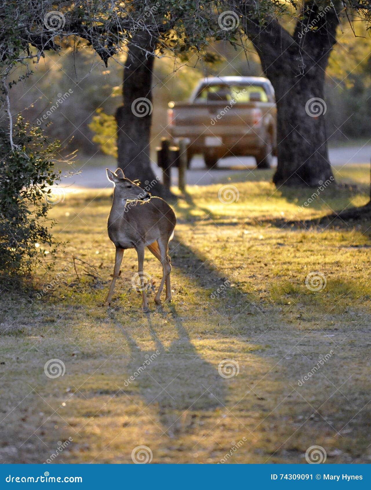 White-Tailed Deer Watching Pickup Truck Passing by at Sunset Stock ...