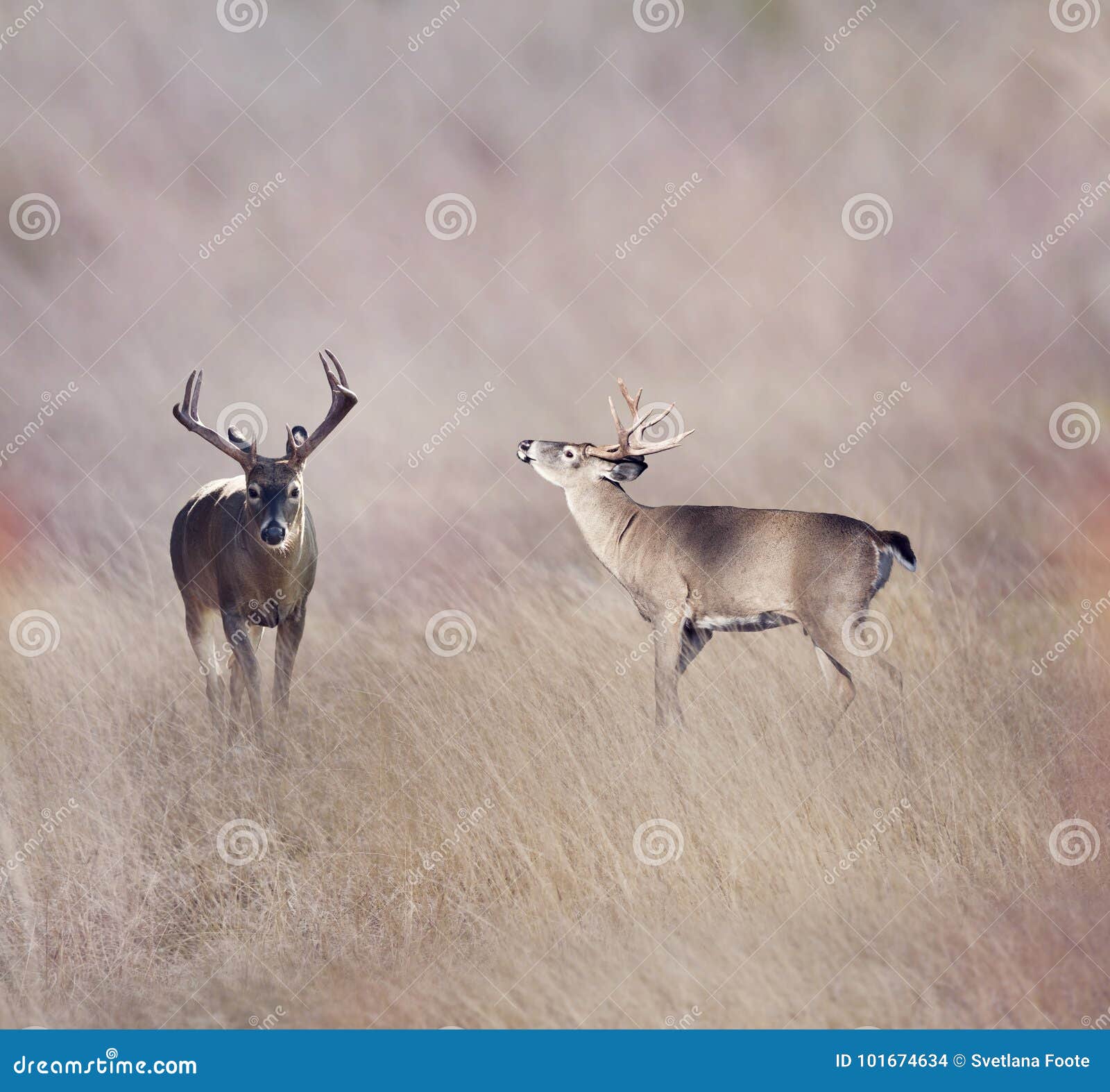 White-tailed deer stock photo. Image of male, grassland - 101674634