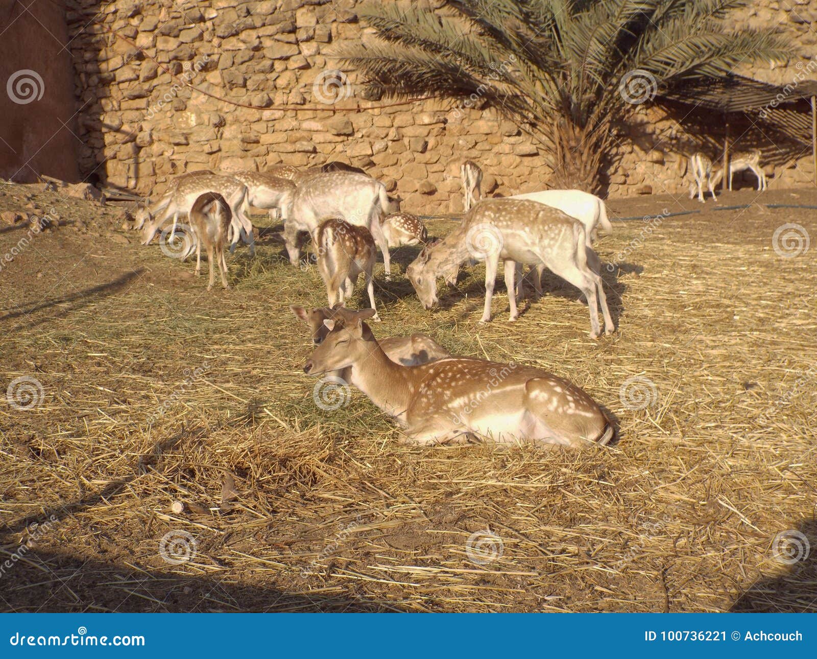 The White tailed Deer stock image. Image of missouri - 100736221