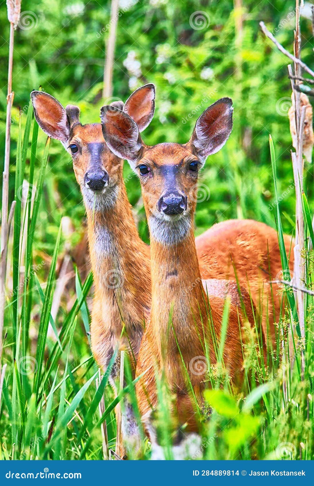 Two White Tailed Deer in the Wild Looking at the Camera Stock Photo ...