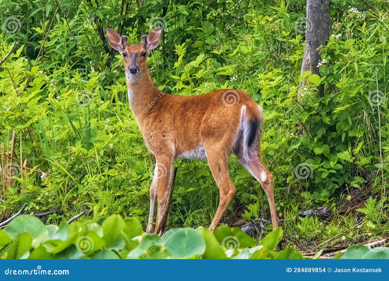 White Tailed Deer at the Edge of a Swamp Stock Photo - Image of mammal ...