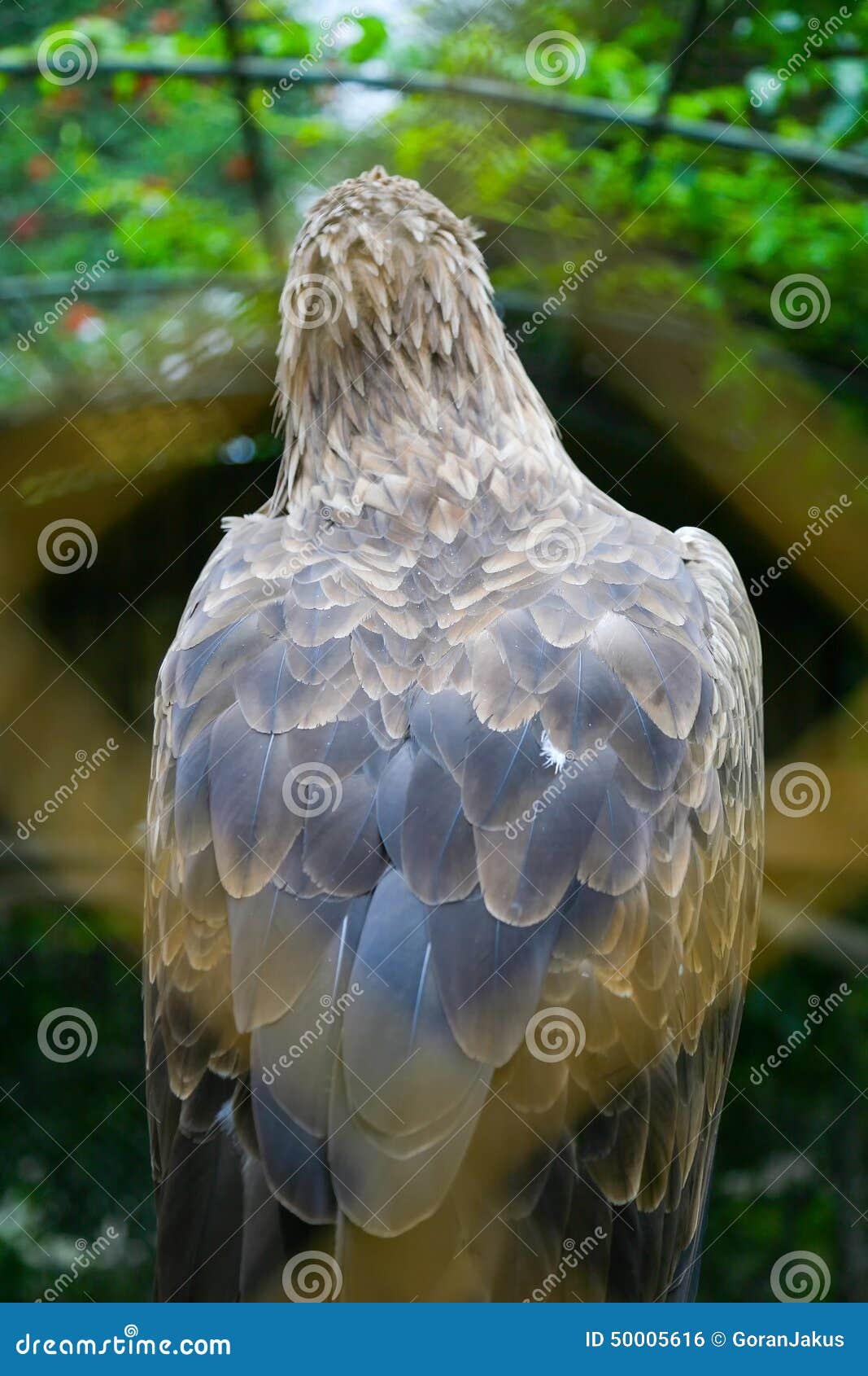 White Tailed Eagle from Behind Stock Photo - Image of white, erne: 50005616
