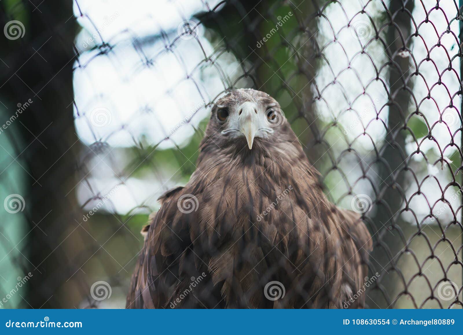 White-tailed Eagle in Captivity in a Cage Stock Photo - Image of grid ...