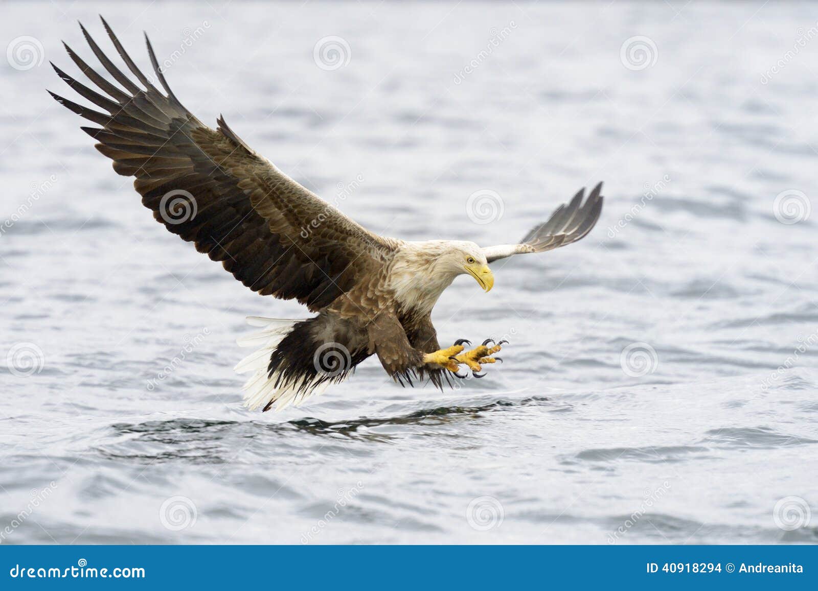 White-tailed Eagle Catching Fish. Stock Photo - Image of coast, fish ...