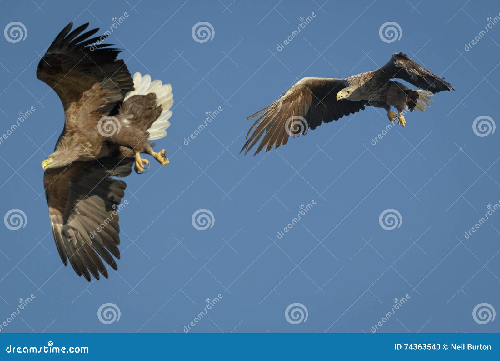 White tailed eagle chase stock photo. Image of fish, fishing - 74363540