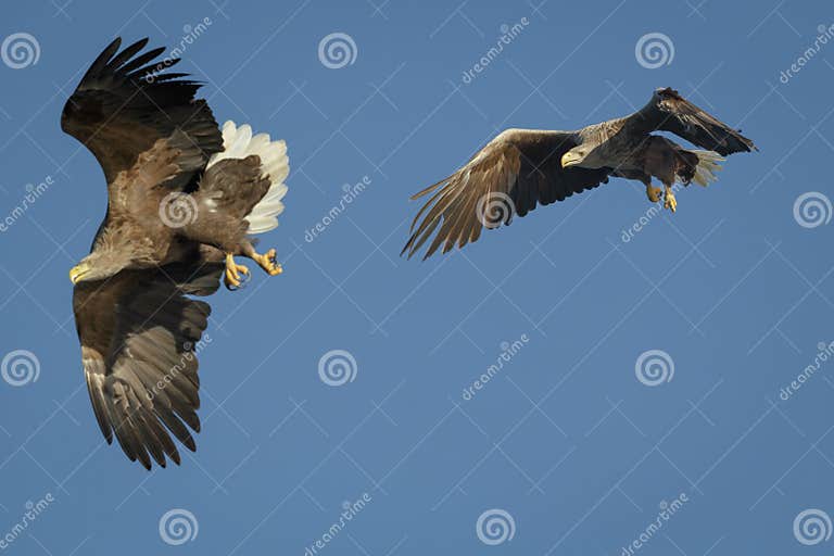 White tailed eagle chase stock photo. Image of fish, fishing - 74363540