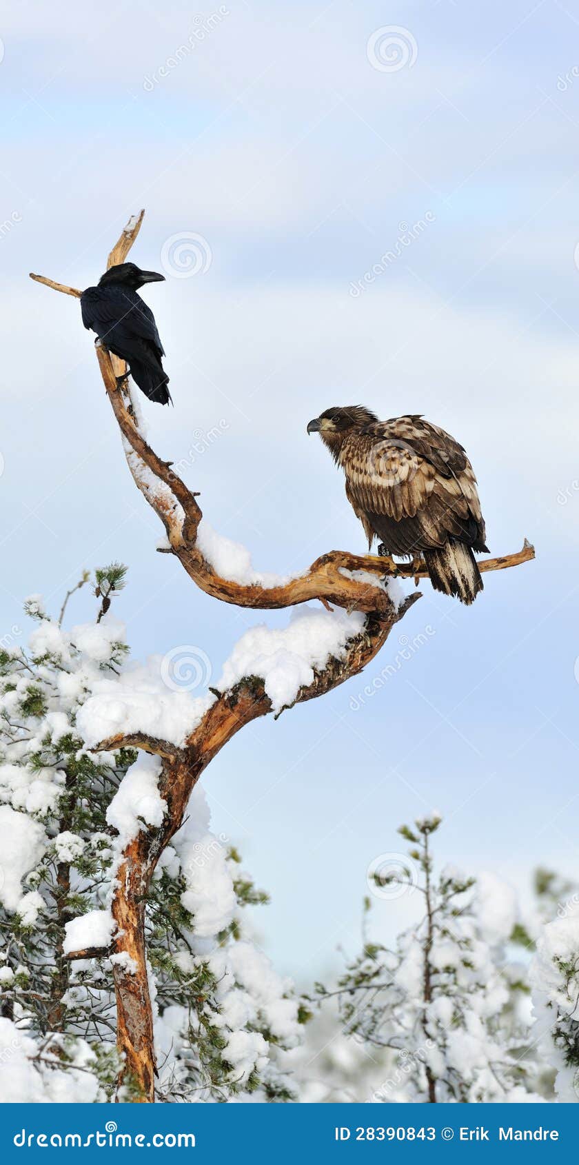 White-tailed Eagle and Crow Stock Image - Image of sitting, common ...