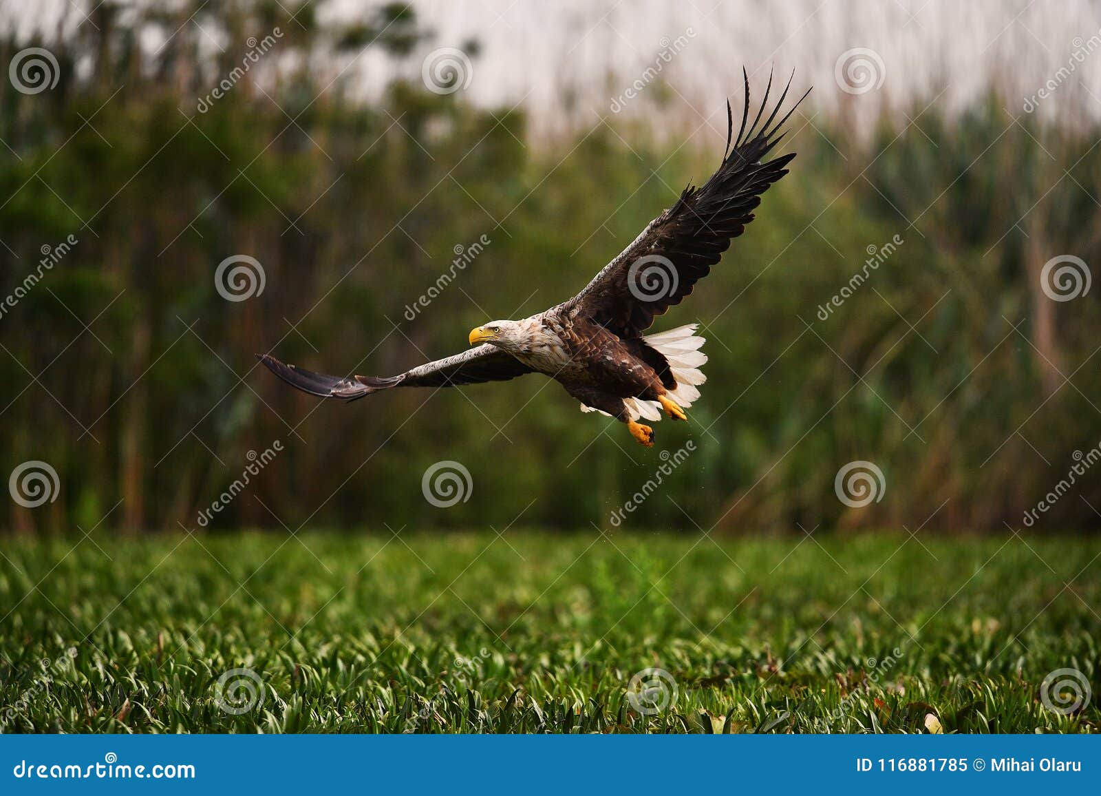 White Tailed Eagle in Danube Delta Stock Image - Image of resting ...