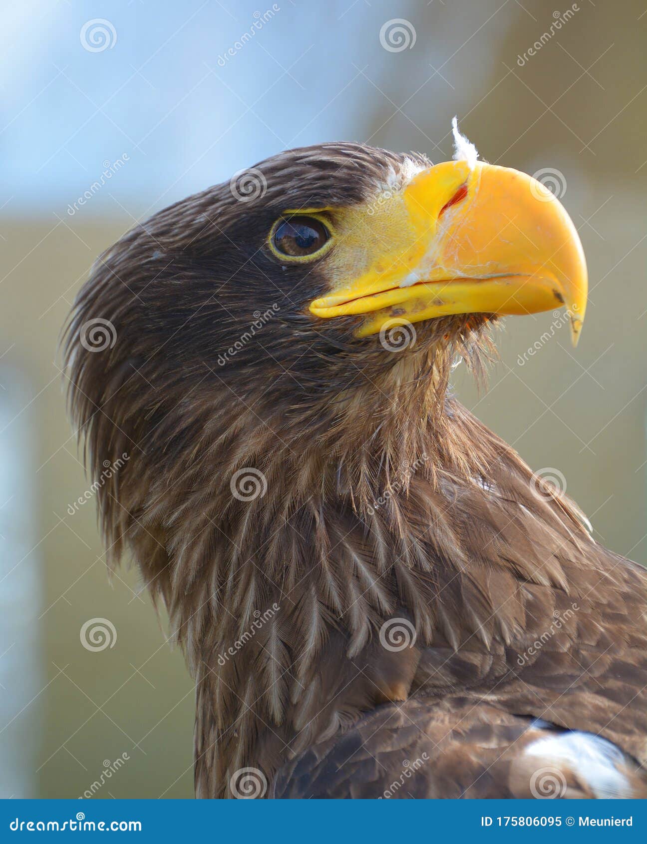 The White-tailed Eagle or Ern, Erne, Gray Eagle, Stock Image - Image of ...