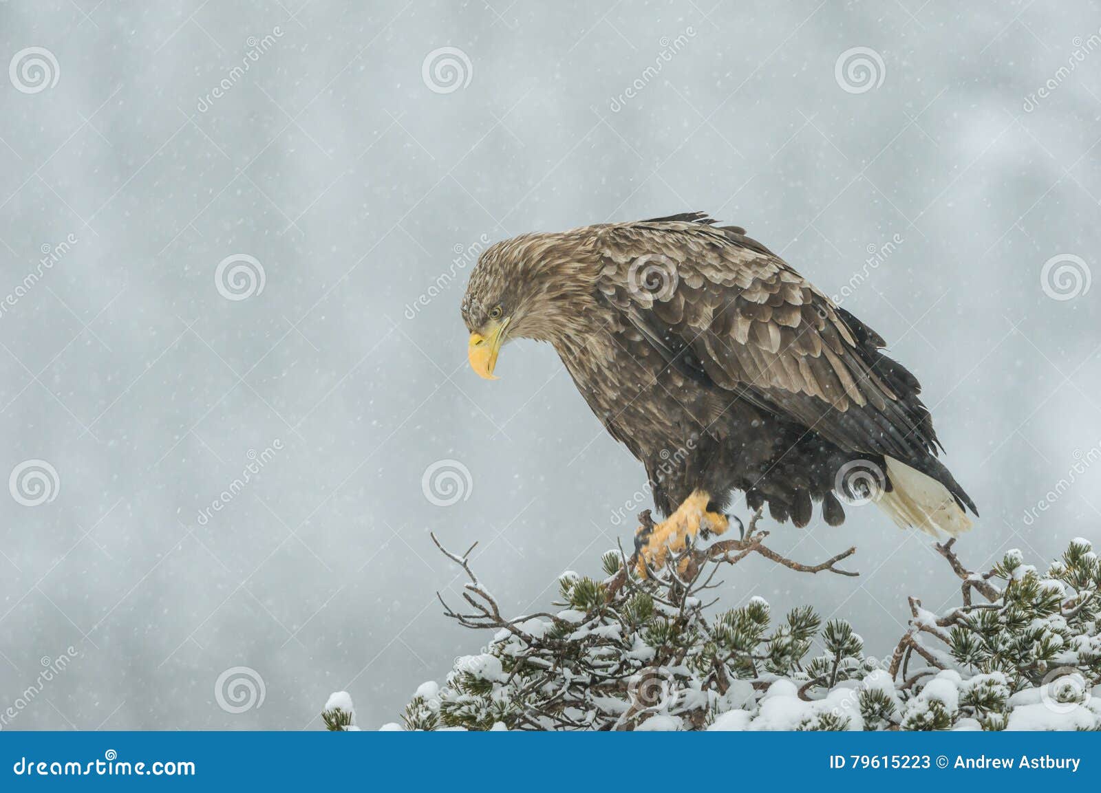 White Tailed Eagle in Falling Snow. Stock Image - Image of hunter ...