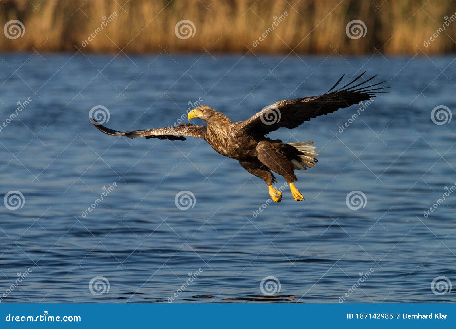 White - Tailed Eagle in Flight. Stock Image - Image of animal, nature ...