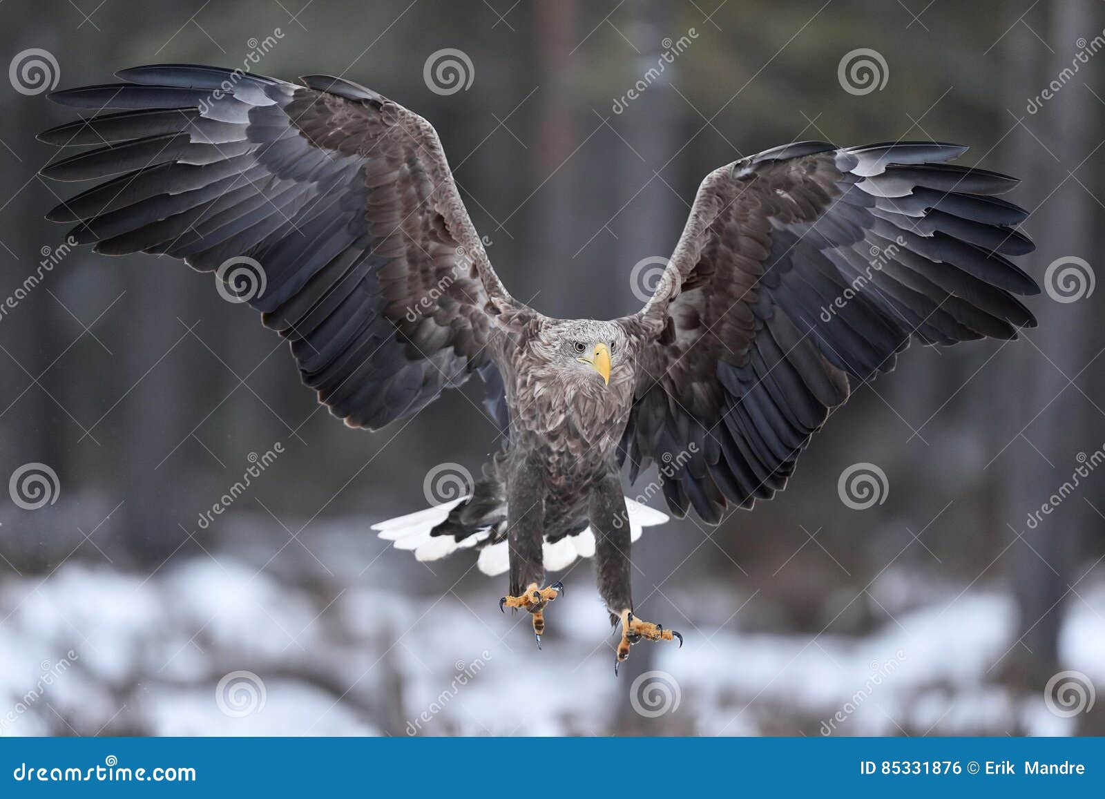 White-tailed Eagle in Flight Talons in Front Stock Photo - Image of ...