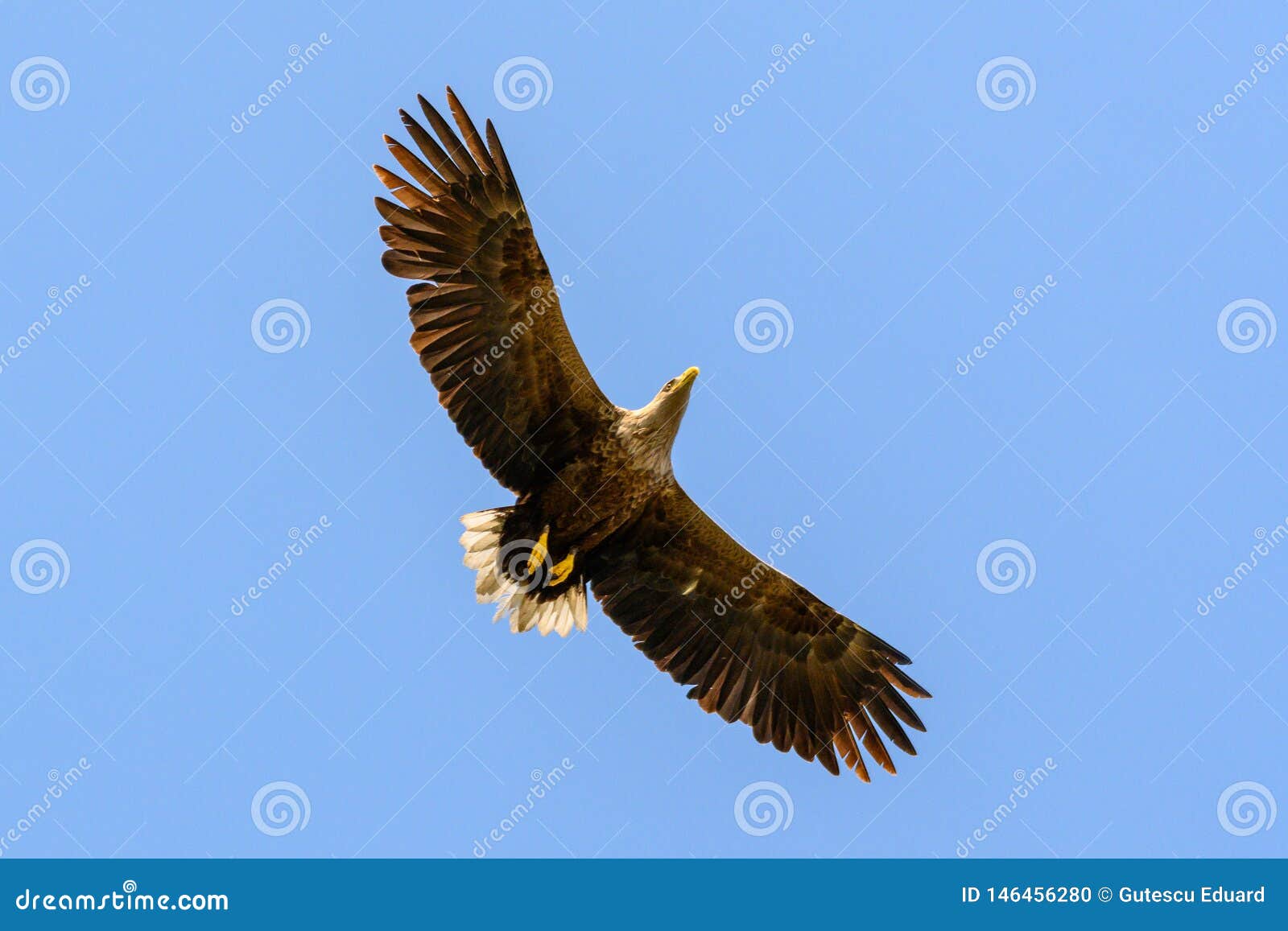 White Tailed Eagle Flying Over Danube Delta , Romania Wildlife Bird ...