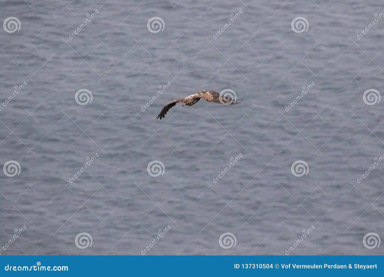 White-tailed Eagle Flying Towards Thee Camera Stock Photo - Image of ...