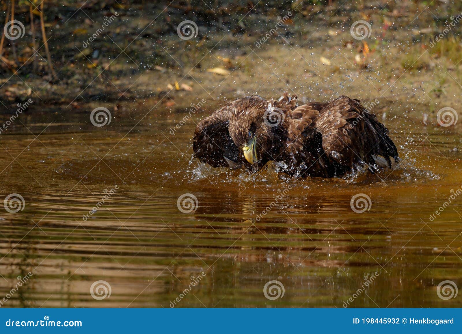 White Tailed Eagle Taking a Bath Stock Photo - Image of prey ...