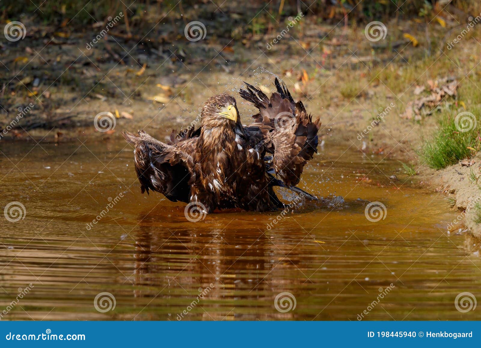 White Tailed Eagle Taking a Bath Stock Photo - Image of europe, bird ...