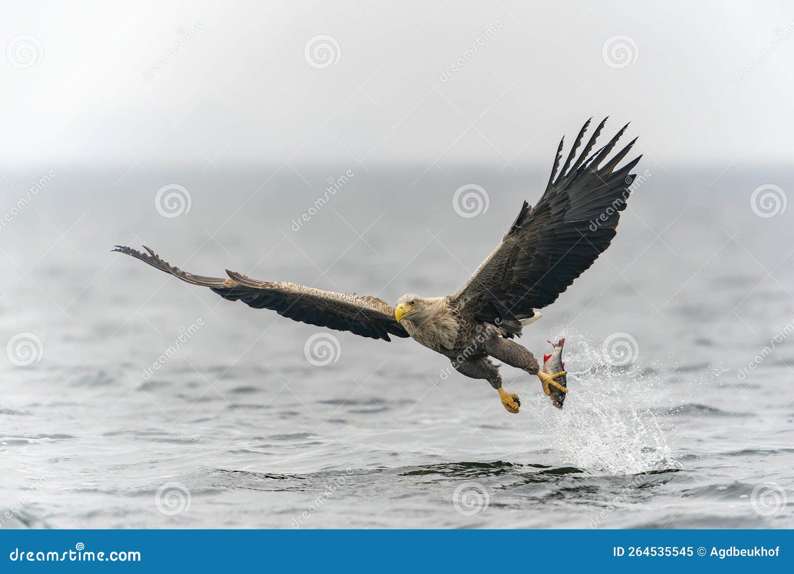 White Tailed Eagle Haliaeetus Albicilla Taking a Fish Out of the Water ...